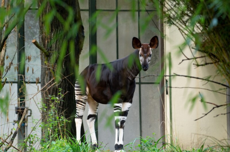 Le Zoo de Bâle célèbre deux naissances rares – Loisirs