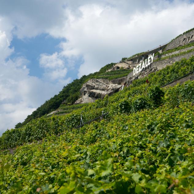 Dézaley Grand Cru AOC | myvaud