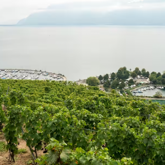 Cave Morel - Montreux Riviera
