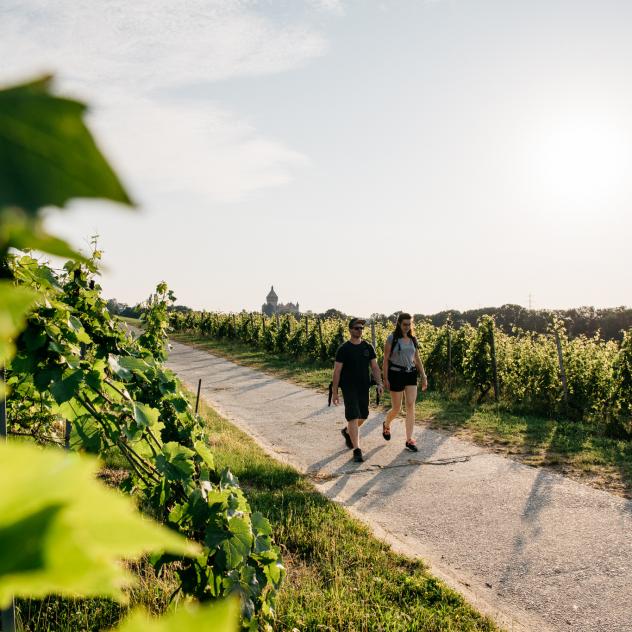 Winetouristic stroll in the region of Morges | Morges Région Tourisme