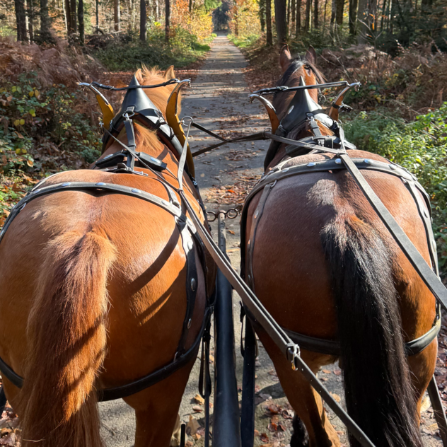 Visite d'artisans en Calèche | Morges Région Tourisme