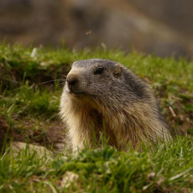 Life of the marmots | Nendaz Switzerland