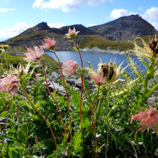 Les Promenades Botaniques de Chandolin | Val d’Anniviers Tourismus ...