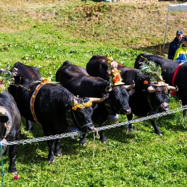 Cows descent from the Alpine Pastures | Val d’Anniviers Tourism ...