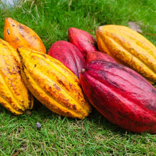 Masterclass - Au-delà du chocolat | Site officiel du Val d’Anniviers